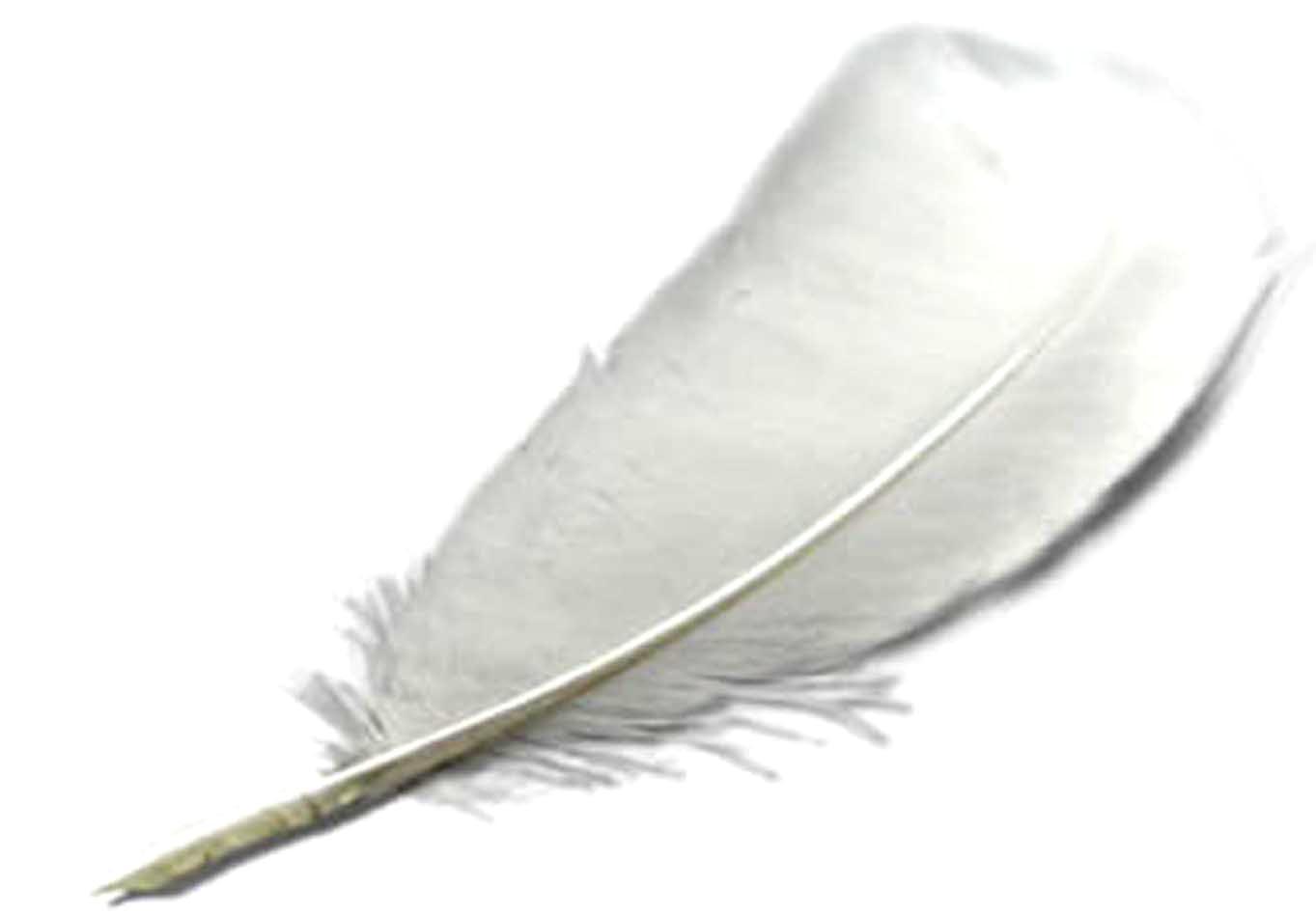 37 plume | LE JARDIN DES MUSES