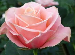 La rose | LE JARDIN DES MUSES